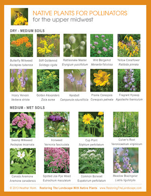 Restoring The Landscape With Native Plants: Plan Now for Spring Pollinators