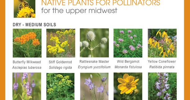 Restoring The Landscape With Native Plants: Plan Now for Spring Pollinators