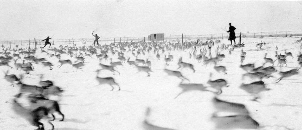 Stephen Bodio's Querencia: Quick Links