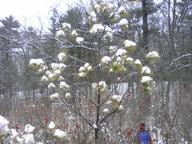 Wilbraham's White Cedar Swamp: Three Seasons of Fun in the White Cedar ...