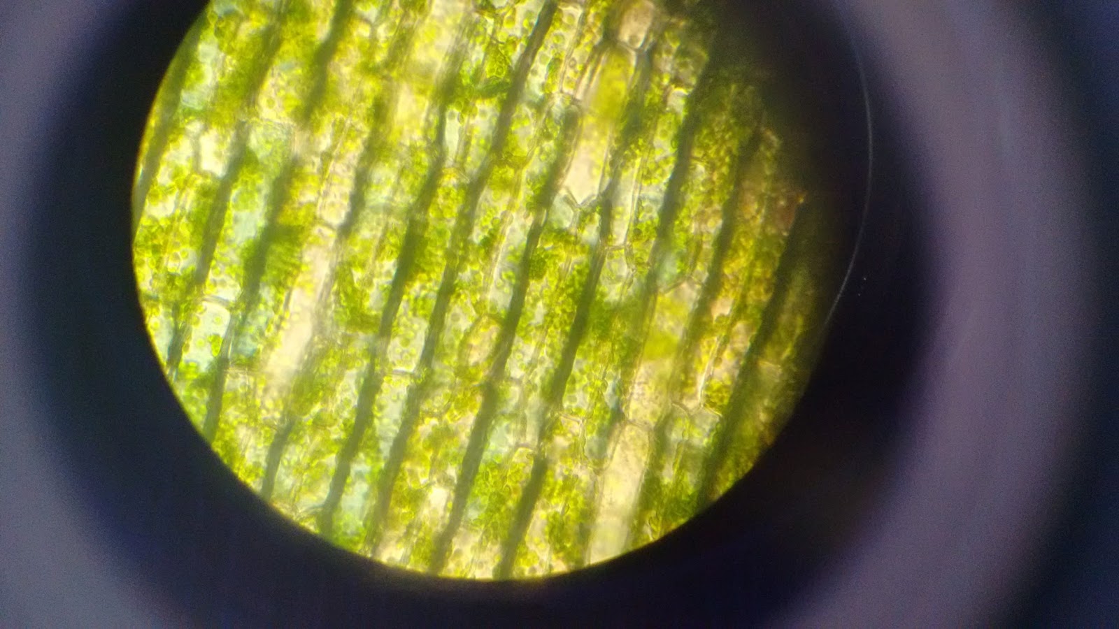 PIBID - 2015 - Colégio Estadual Edmundo Bittencourt: Observação das ...