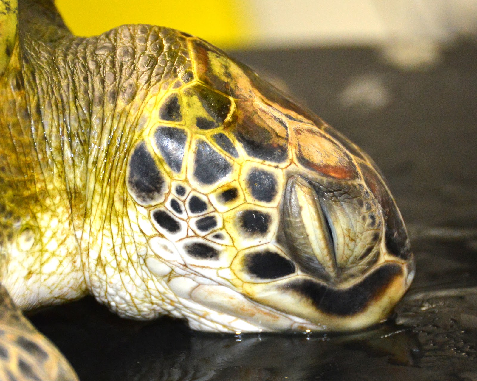 Sea Turtle Hospital: Amazing Healing of Bristol's Shell Fracture