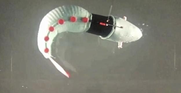 gravity world: Robotic Fish and Inflatable Tentacles: How MIT is ...