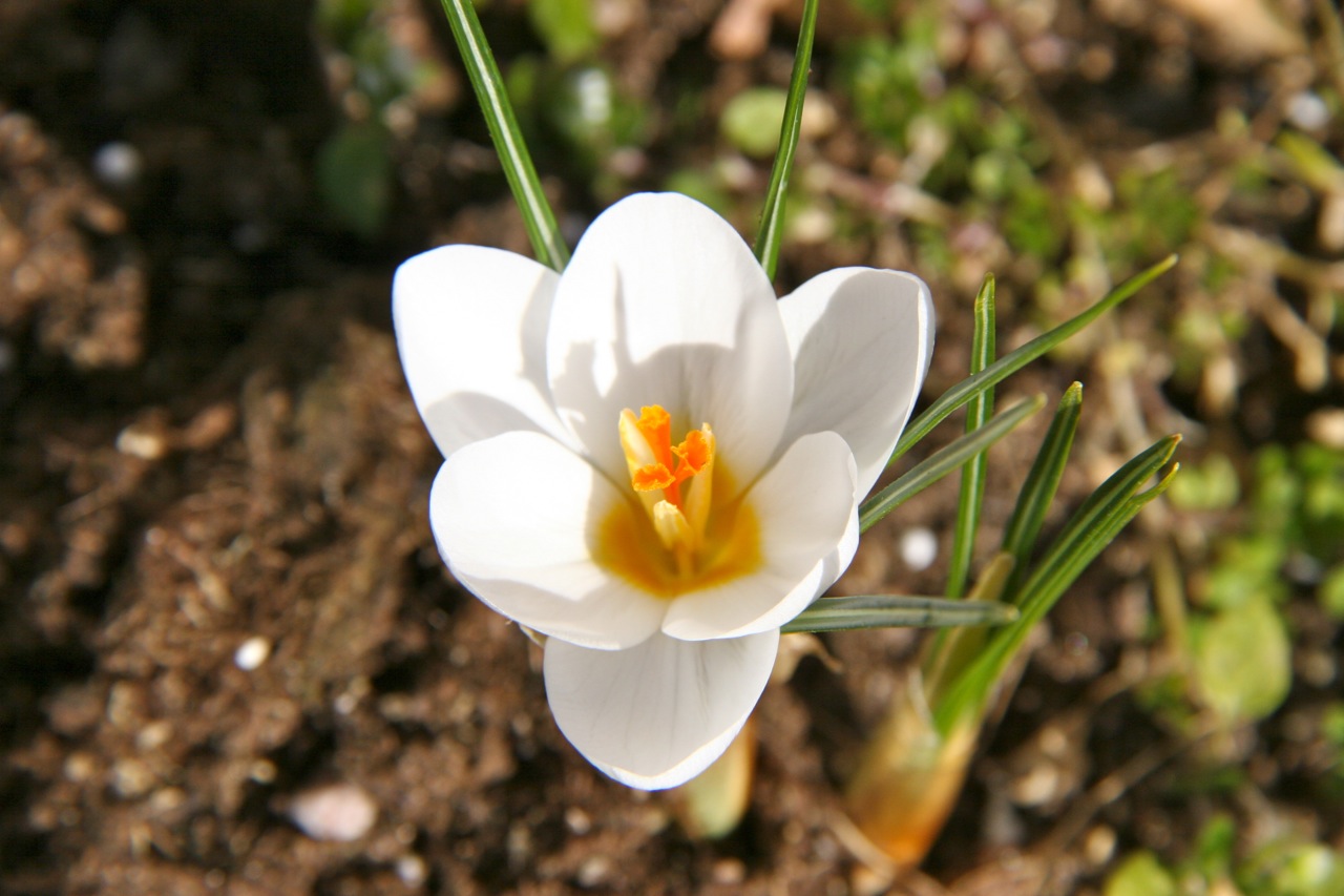 Nya äventyr: Vår första vårblomma