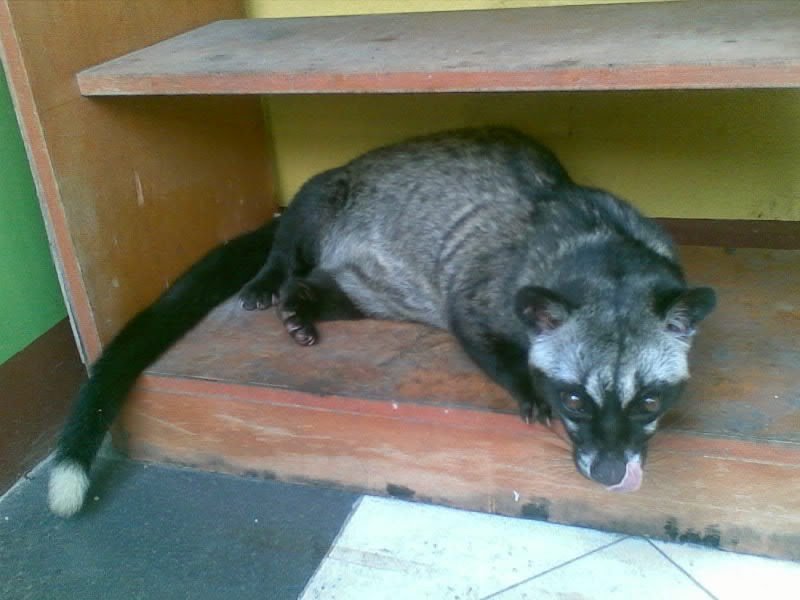 Musang Pandan Ekor Putih