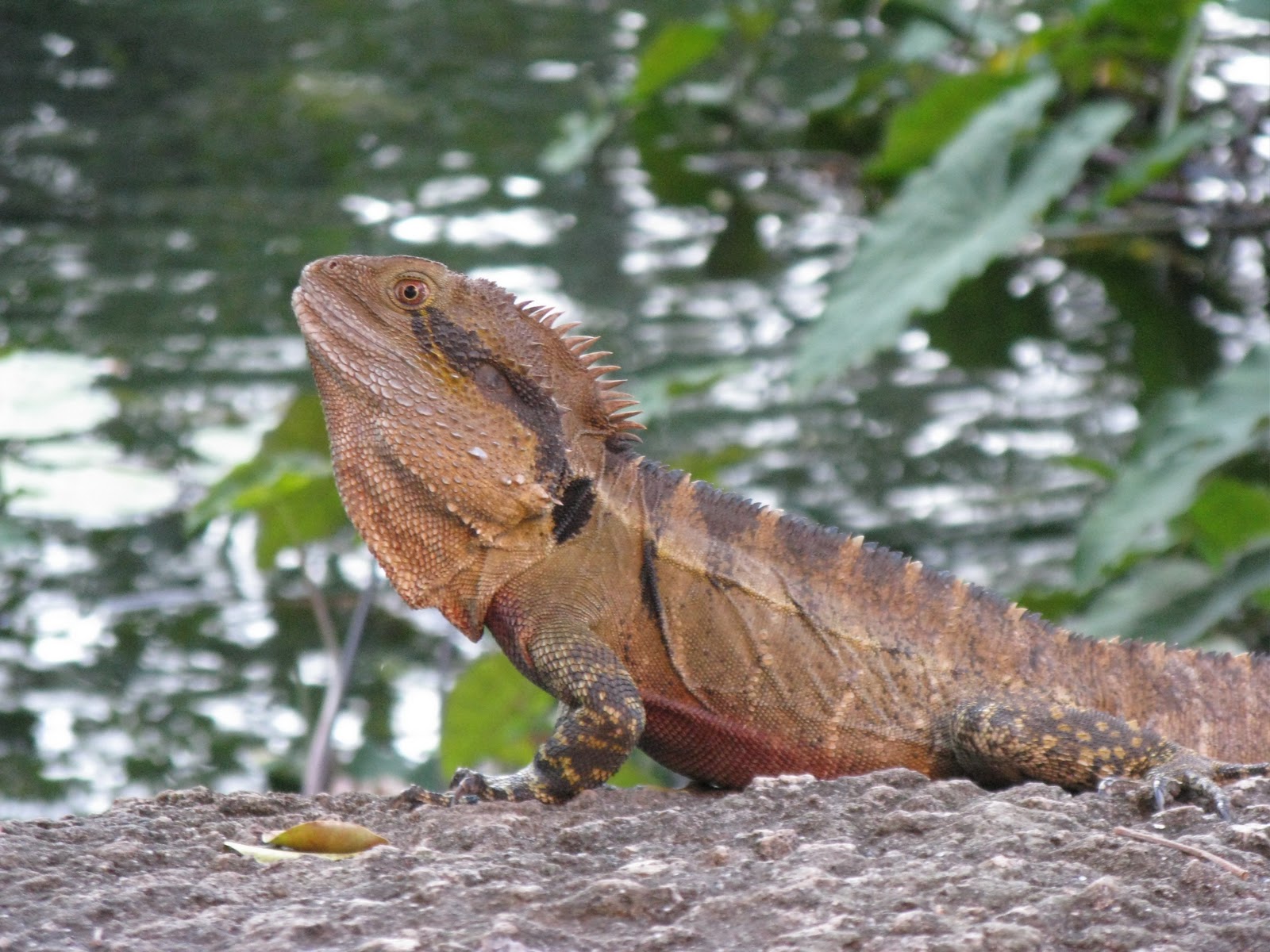 The Big "?": Leaping Lizards!