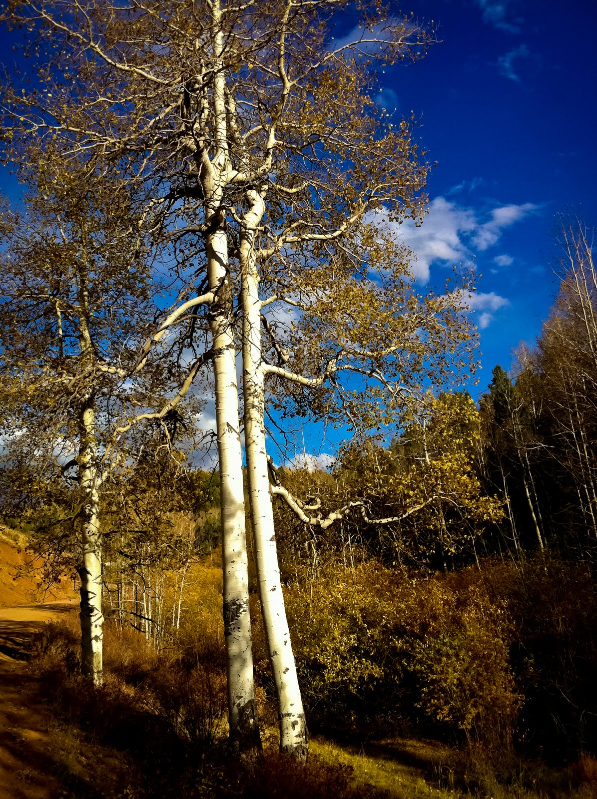 The Whole Earth Sings