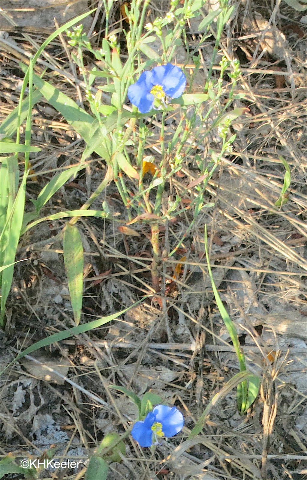 A Wandering Botanist: Plant Story--Day Flower, Commelina
