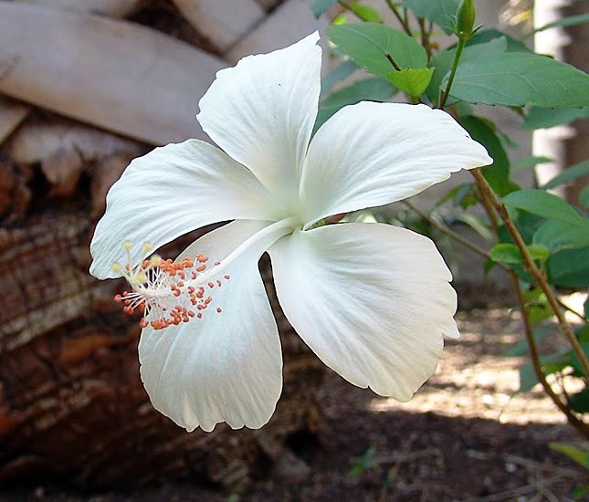 Hibiscusrosasinensis: Jenis-jenis bunga sepatu