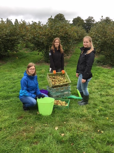 Ightham Mote Cobnuts Project: Cobnut Harvest 2017