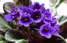 Menanam Bunga Violet Yang Cantik serta Dapat Dimakan