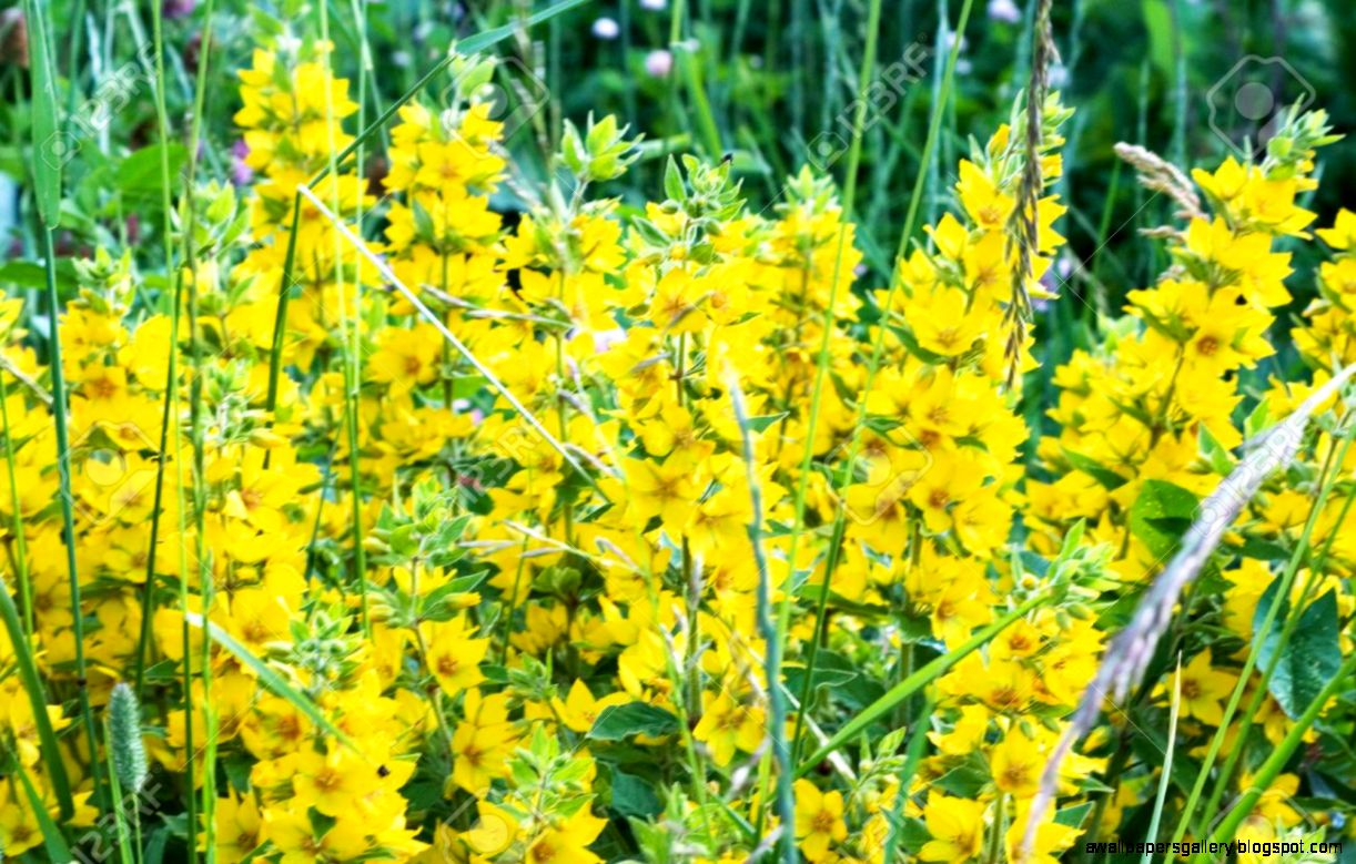 Yellow Summer Flowers | Wallpapers Gallery