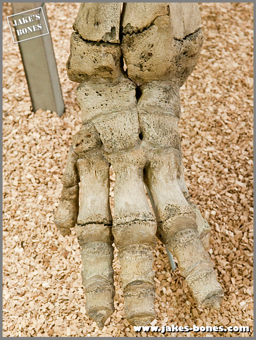 Looking closely at an Indian elephant skeleton : Jake's Bones