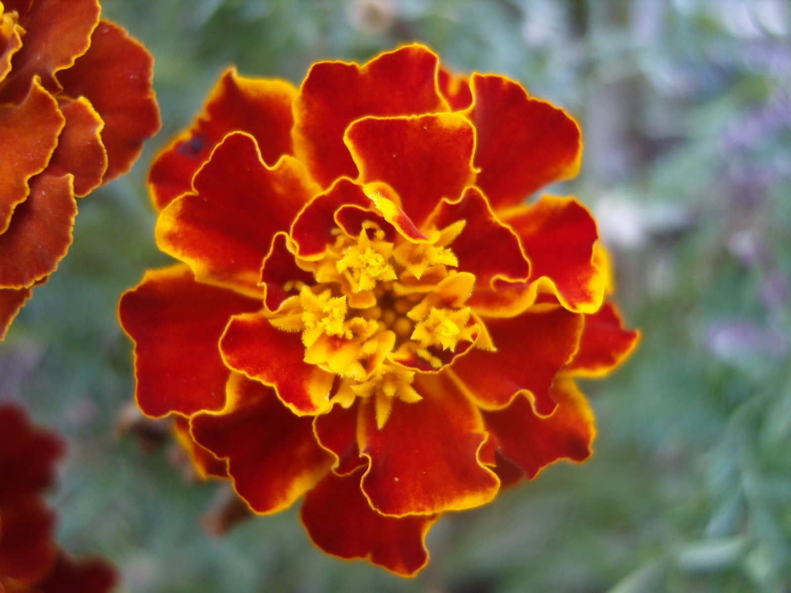 Barb'sBackyard: April Flowers.