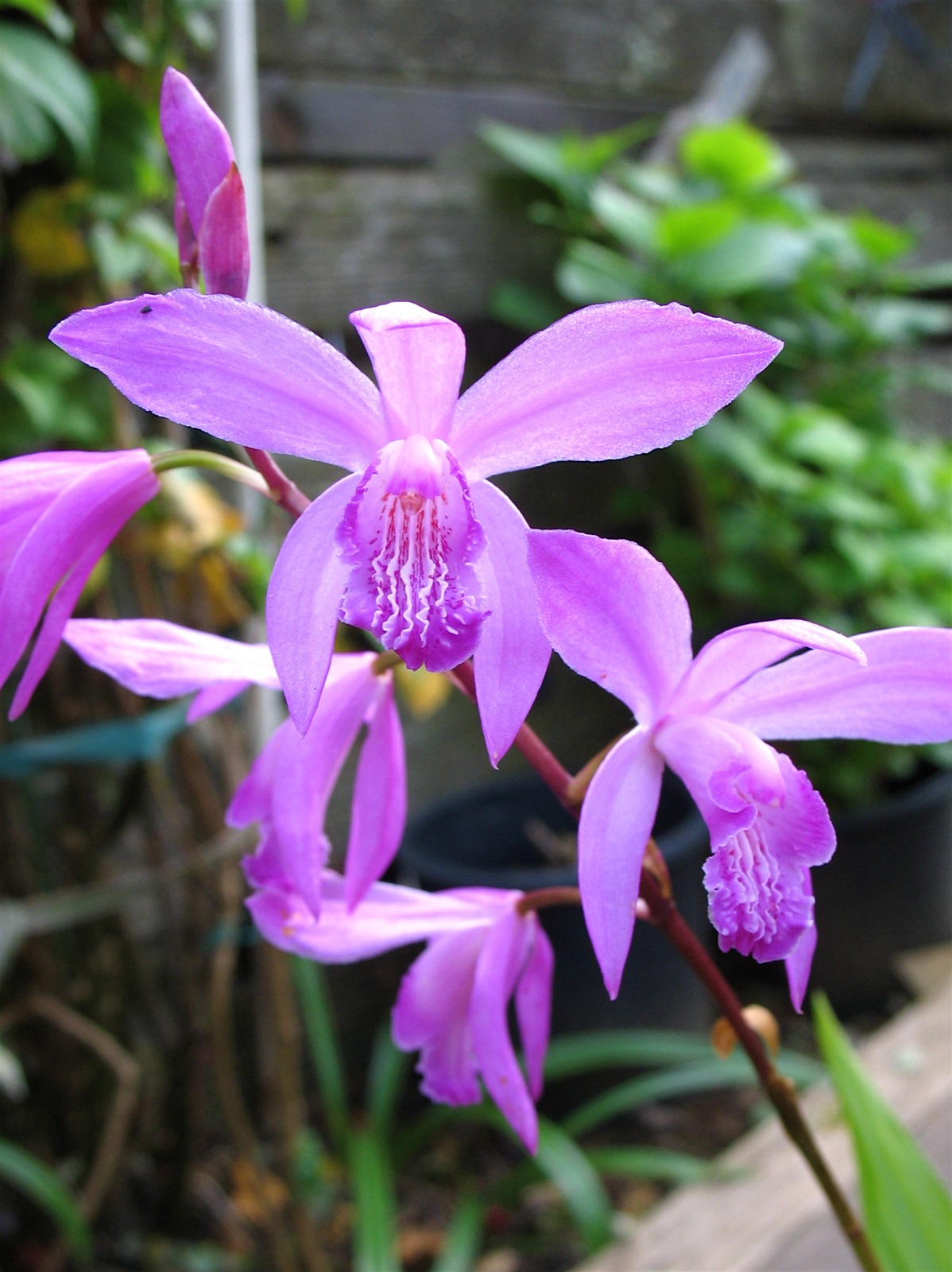 Bunga Orkid: Orkid Flower