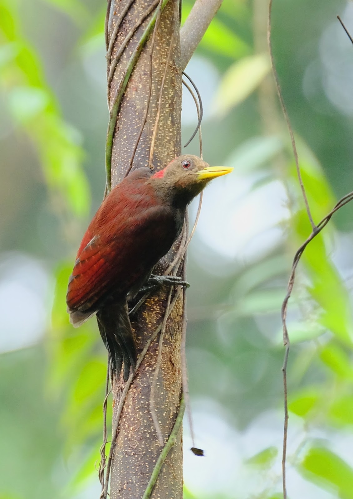 Mike is the name Birding is the game ( Birding in Malaysia - Malaysian ...