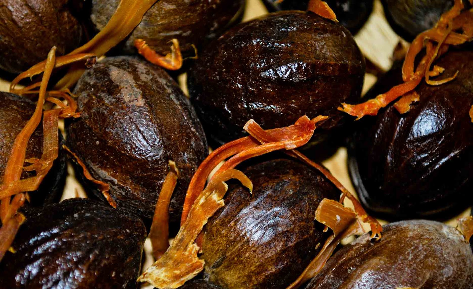 CEYLON SPICES FOR THE FUTURE | Number One Travel Destination