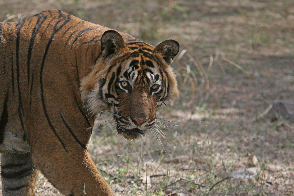 Moonmoths Photo Gallery: Ranthambhore male Tiger 3
