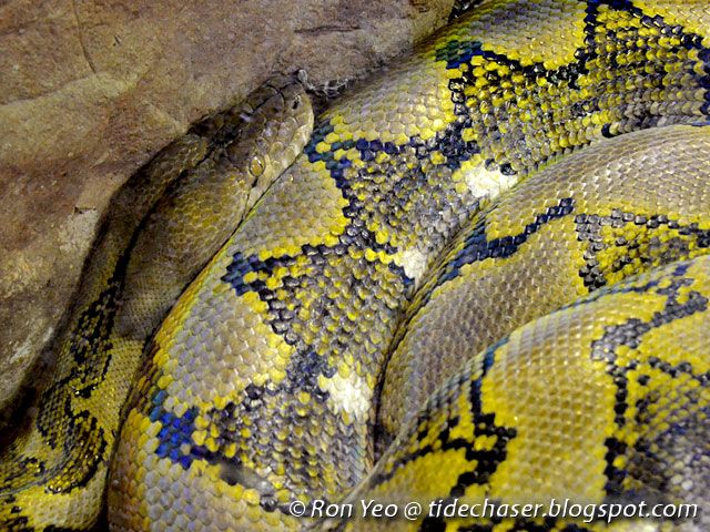 tHE tiDE cHAsER: Snakes (Phylum Chordata: Suborder Serpentes) of Singapore