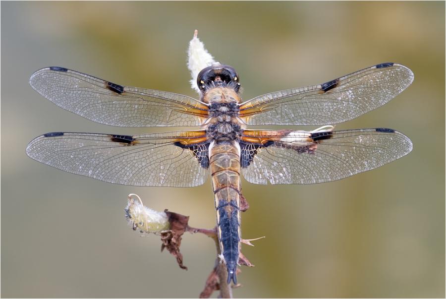 Dynamic Animals: Las alas de los insectos ¿no se rompen?