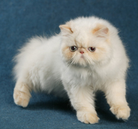 pisici de rasa: Persana