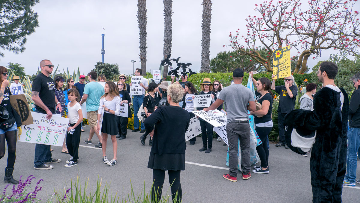 Eye Paint Art: Anti-SeaWorld Protests Gain Momentum