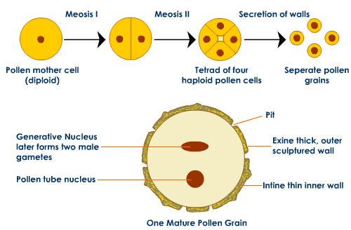 El aparato reproductor masculino en las plantas | Biología y Geología 1ºBCN
