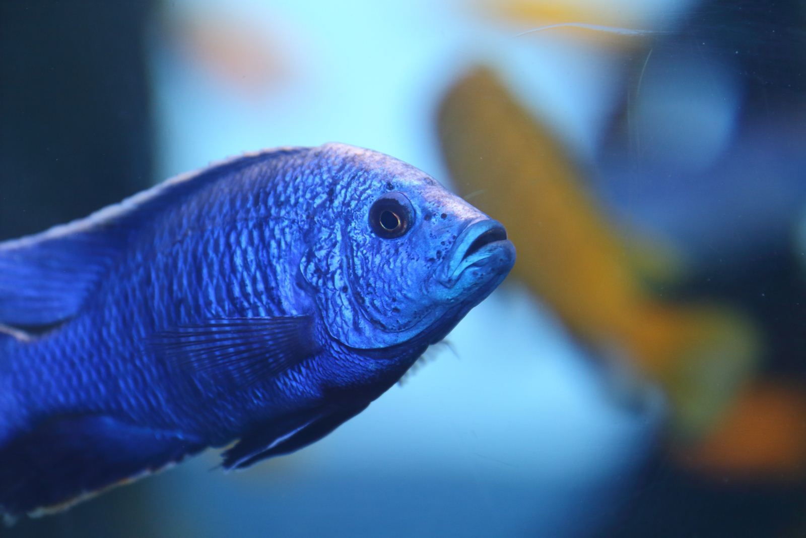 Lake Tanganyika Fish: The Most Unique and Most Costly Fish in the World ...