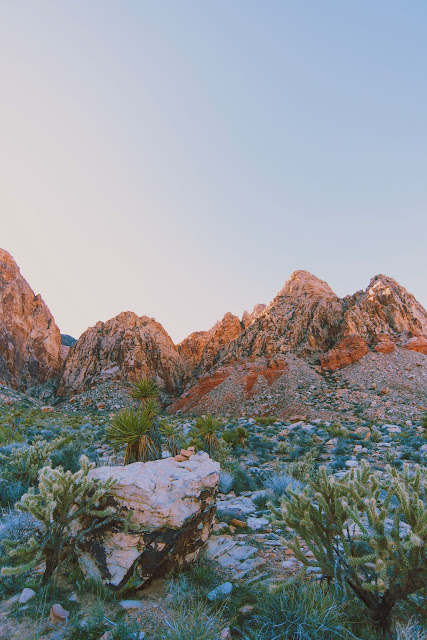 Lavender Hush - mynnsan