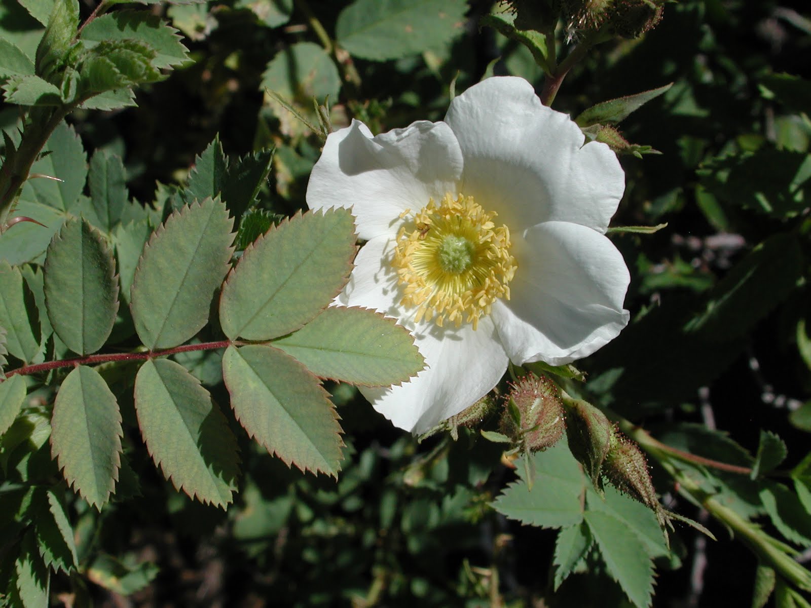 chi Rosa - Hoa hồng