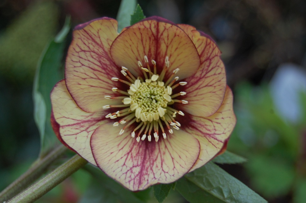 Noel's Garden Blog: Nature improved upon in hellebore heaven