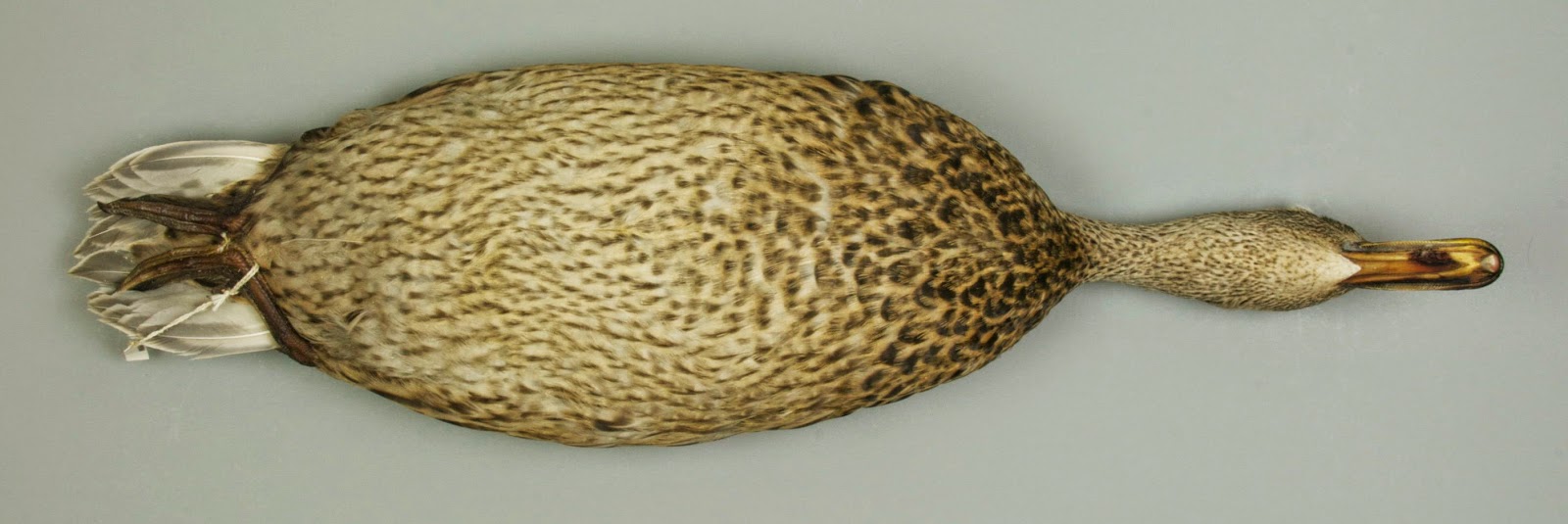 Hybrid Duck Study: A GALLERY OF DONATED HYBRIDS