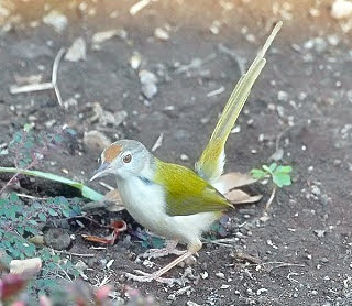 Mengenal Burung Ciblek - Kenariku