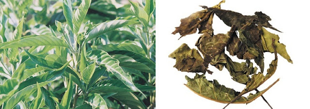 VASA, Herbal Plant - Herbal Medicine Plants