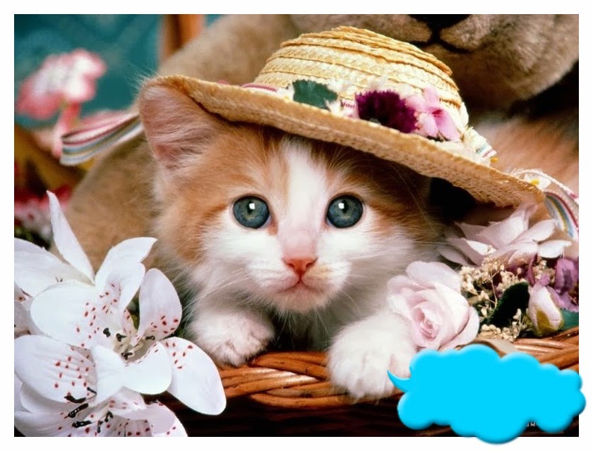 Foto Lucu Dan Unik: Photo Kucing Manis Imut dan Lucu