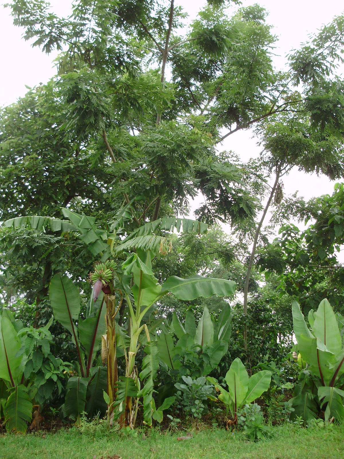 March Forward, Dear Mother Ethiopia!: Agroforestry in southern Ethiopia