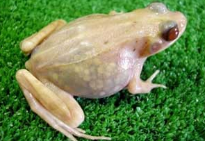 Nama Ilmiah Kodok - VOSIKASI