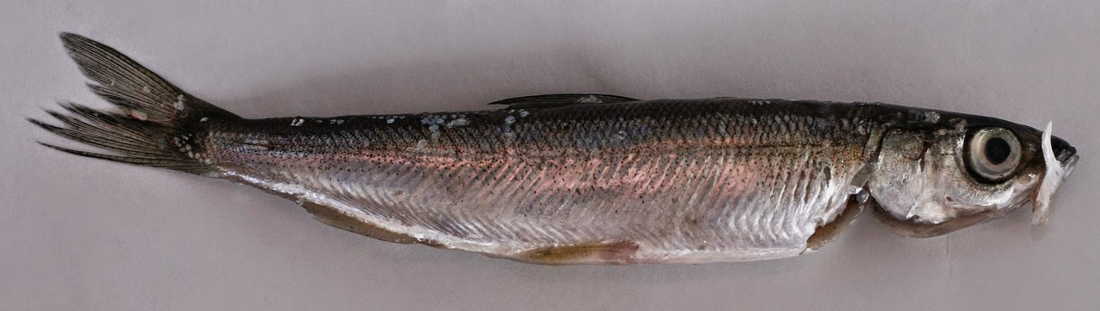 MKelavaara: Muikku - Coregonus albula