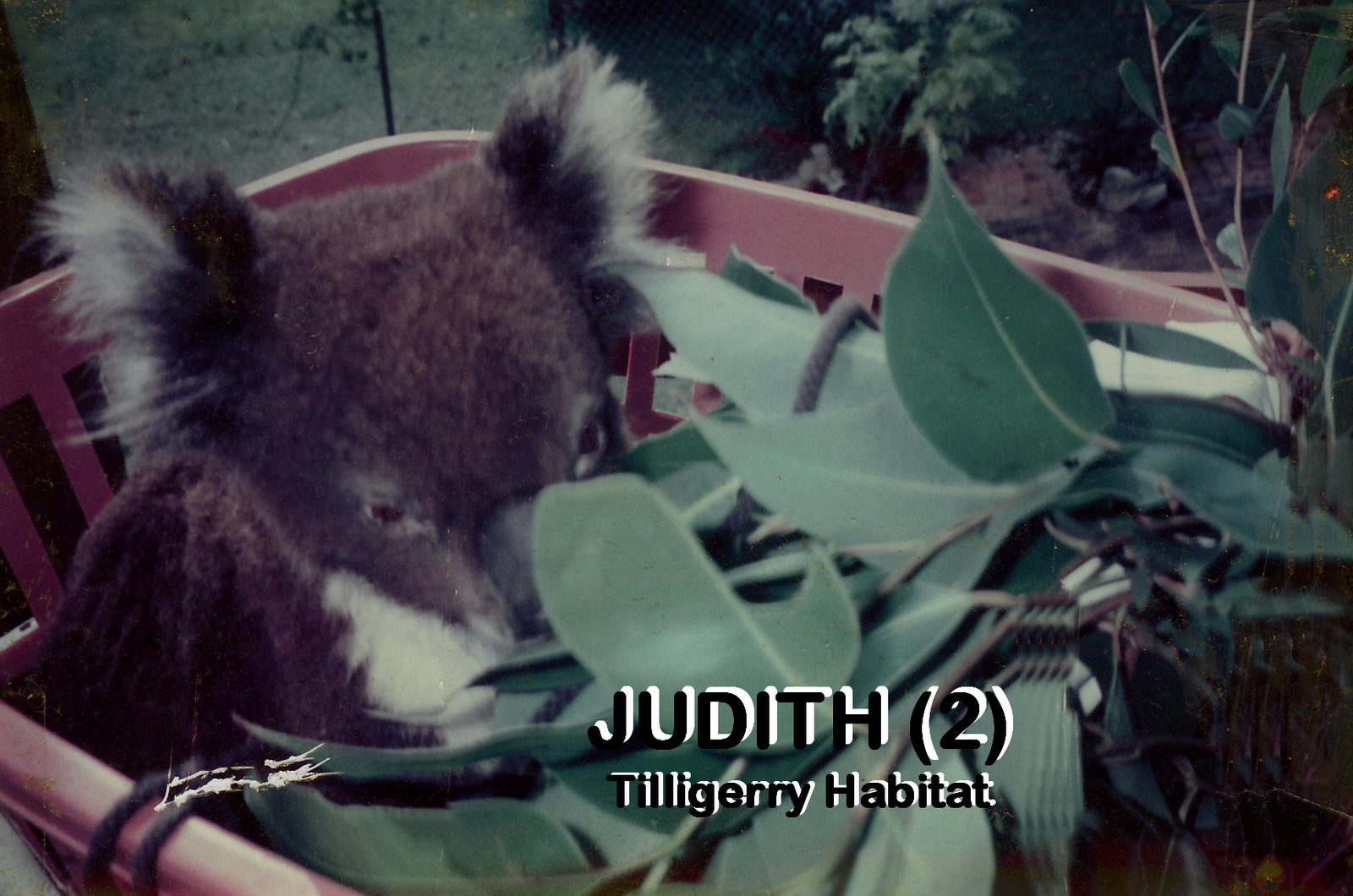 Tilligerry Habitat: Koalas,their life and HKPS