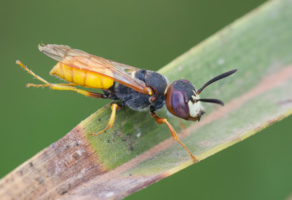 MACREANDO: Philantus triangulum IV