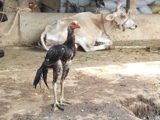 Fighting Rooster: java patta Knife fighter