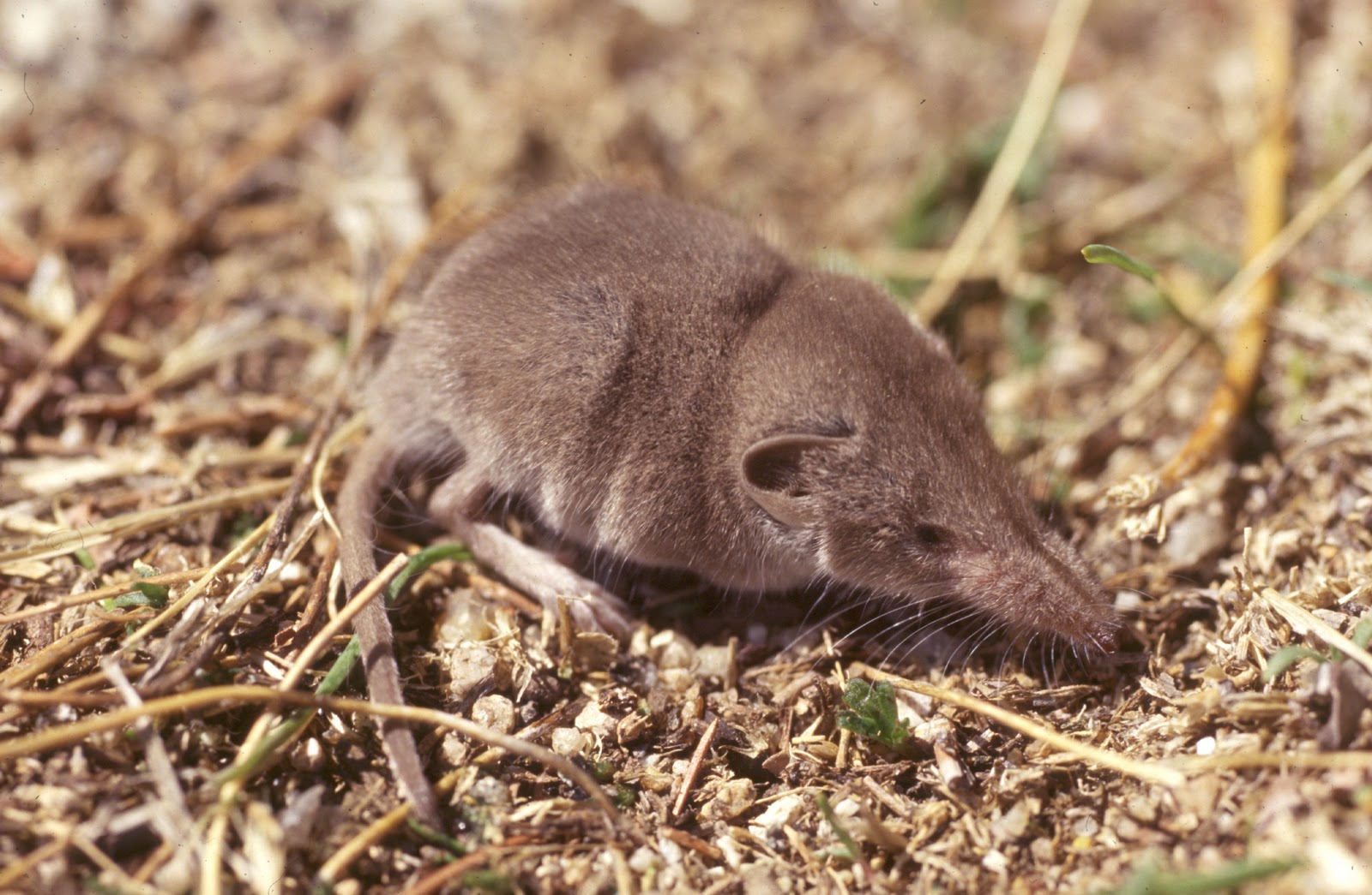 Mamíferos y marsupiales mammals of the earth: Musaraña dientes blancos ...