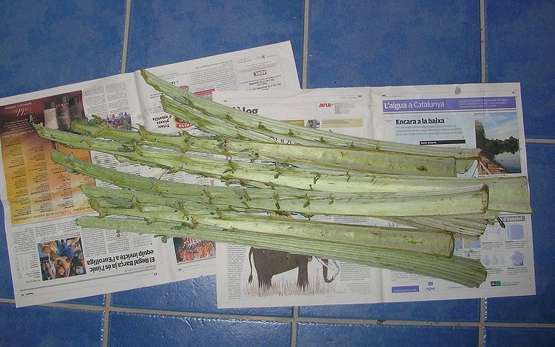 FoodieScoop: Fried Cardoon (Carduna) Season is Fast Approaching