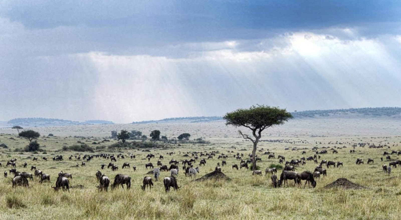 Caracteristicas Del Clima Tropical Lluvioso De Sabana - vostan