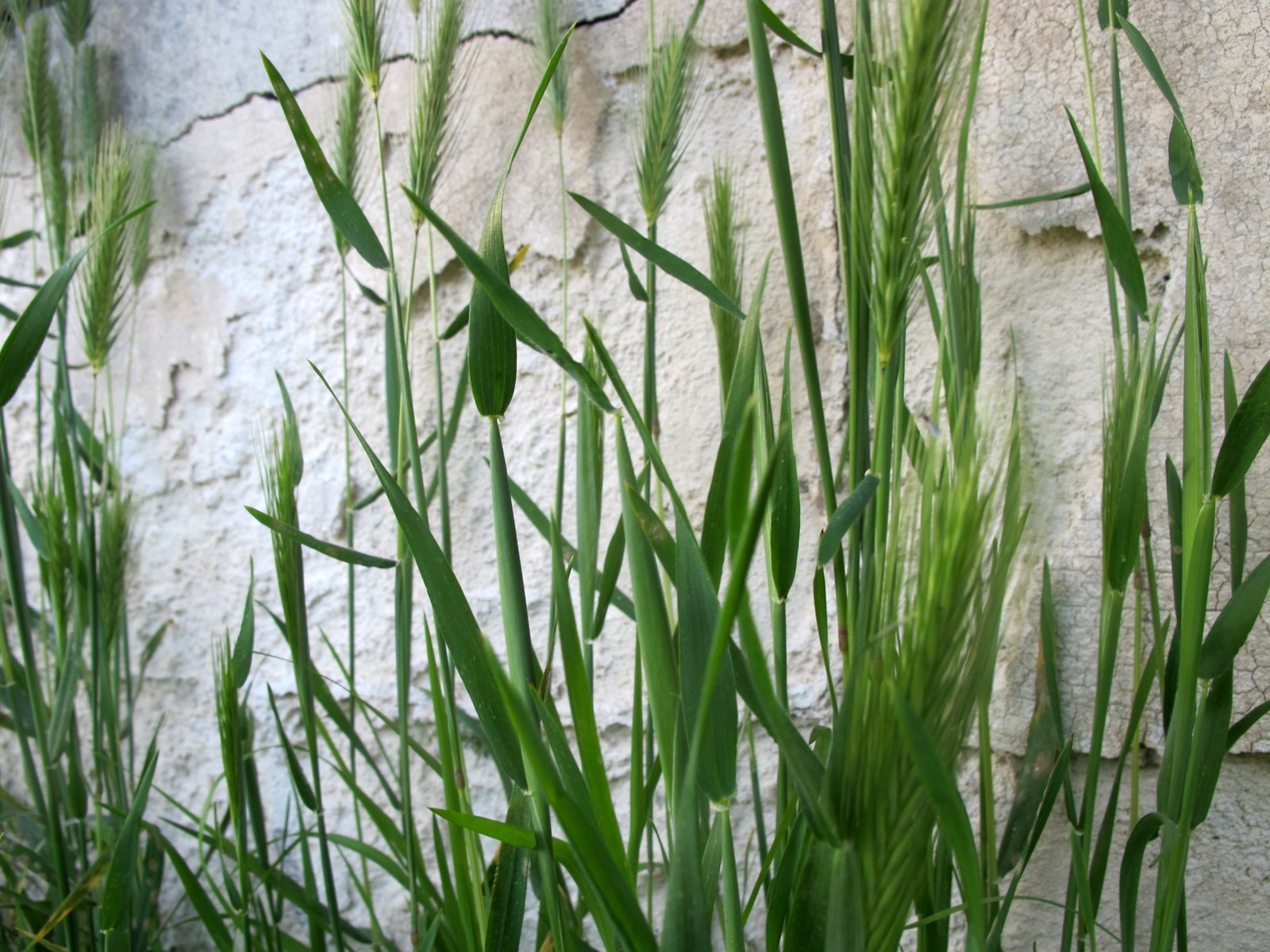 FLORA NEL SALENTO e.. anche altrove: Hordeum murinum L. - Poaceae ...