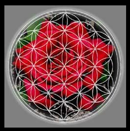 tran.ZEN.dance . . .: David Bohm and the "Implicate Order" Behind What ...