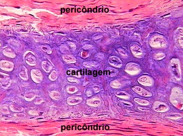 Ciências Exatas: Tecido Cartilaginoso