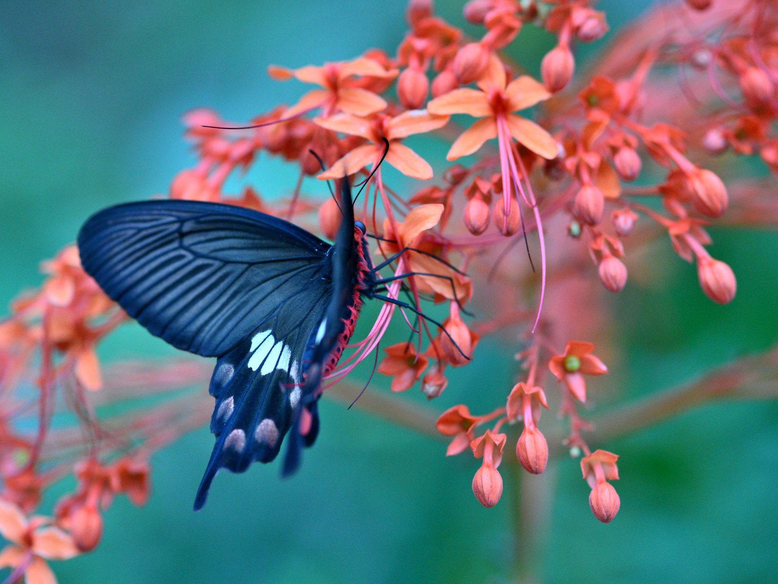 Fotografías de coloridas mariposas de primavera