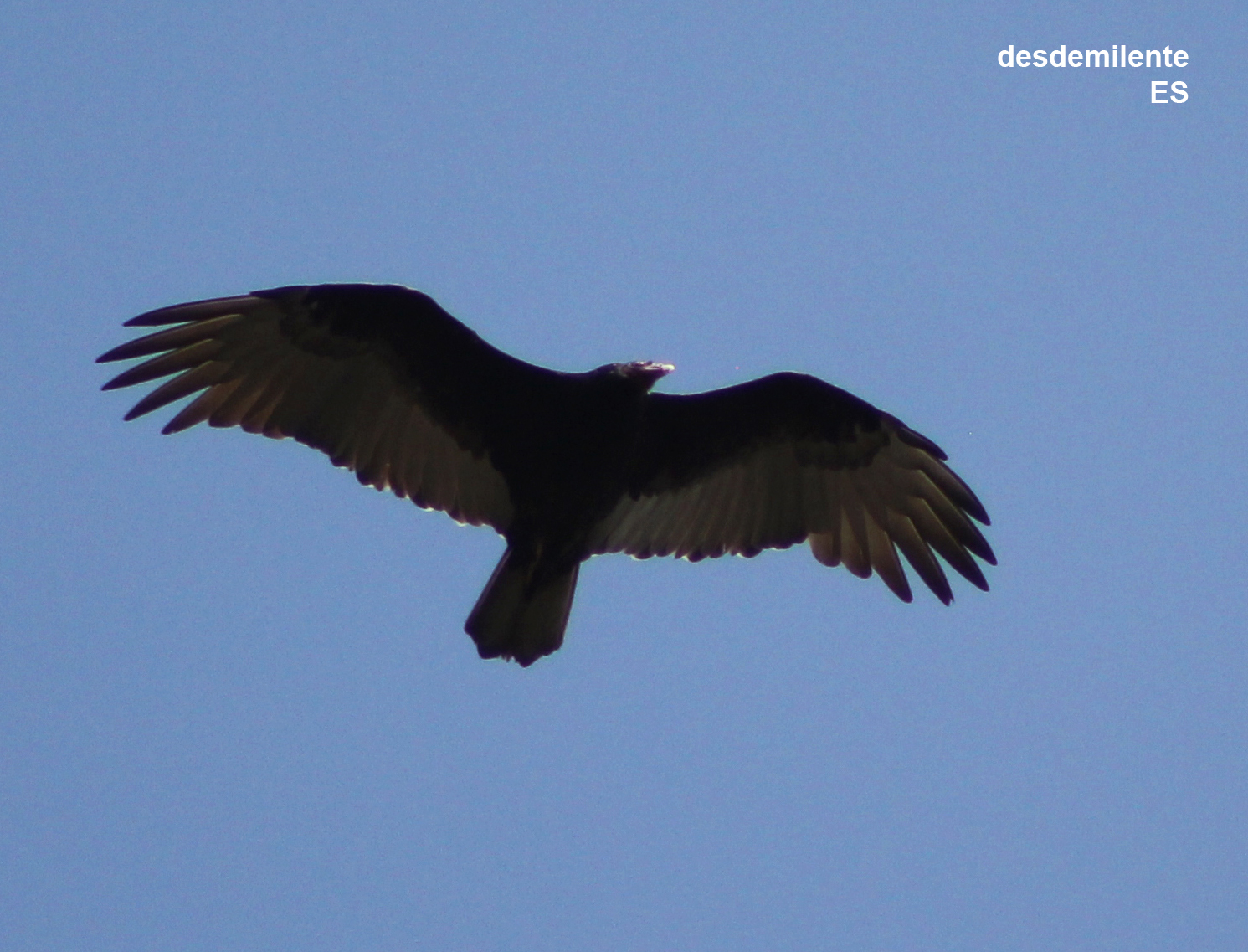 Ya pasan los Azacuanes. ~ .:El Salvador desde mi lente:.