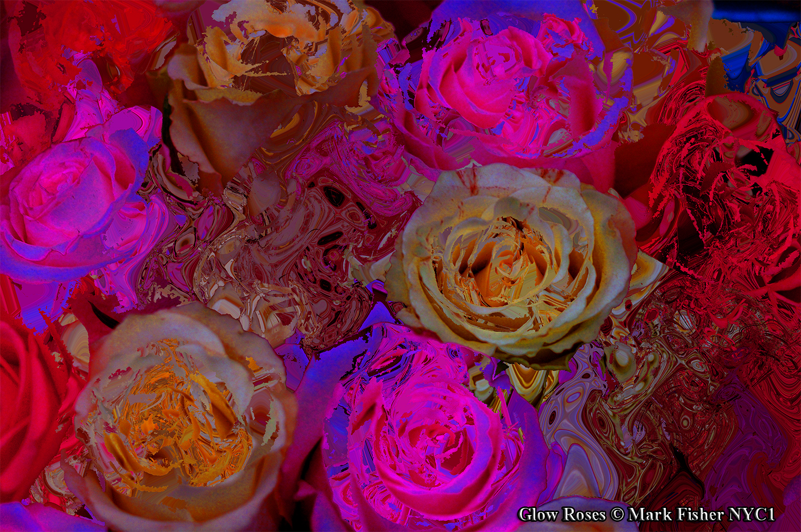 Mark-Fisher-Photo-Images: Glow Roses • Mark Fisher Photo-Images • A ...